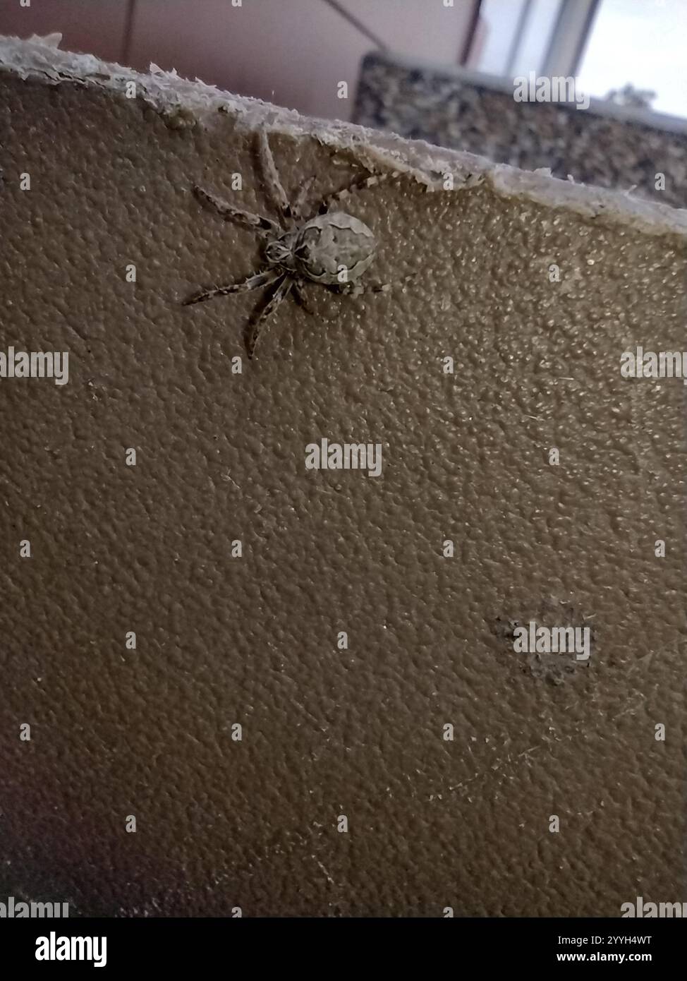 Grey Cross Spider (Larinioides sclopetarius Stock Photo - Alamy