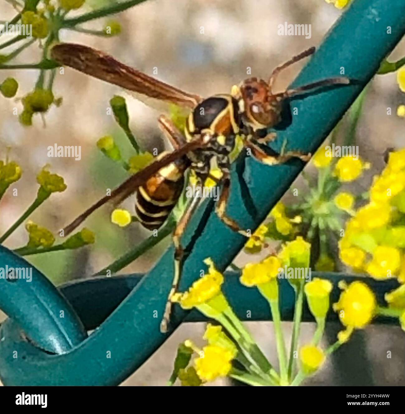 Hunter's Little Paper Wasp (Polistes dorsalis Stock Photo - Alamy