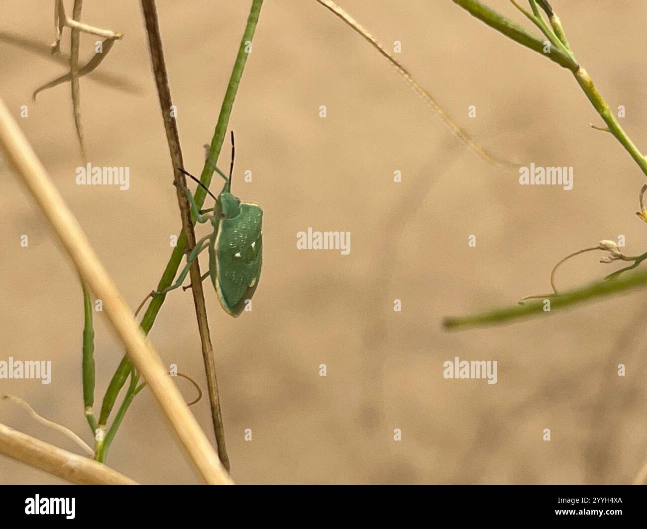 Say's Stink Bug (Chlorochroa sayi Stock Photo - Alamy