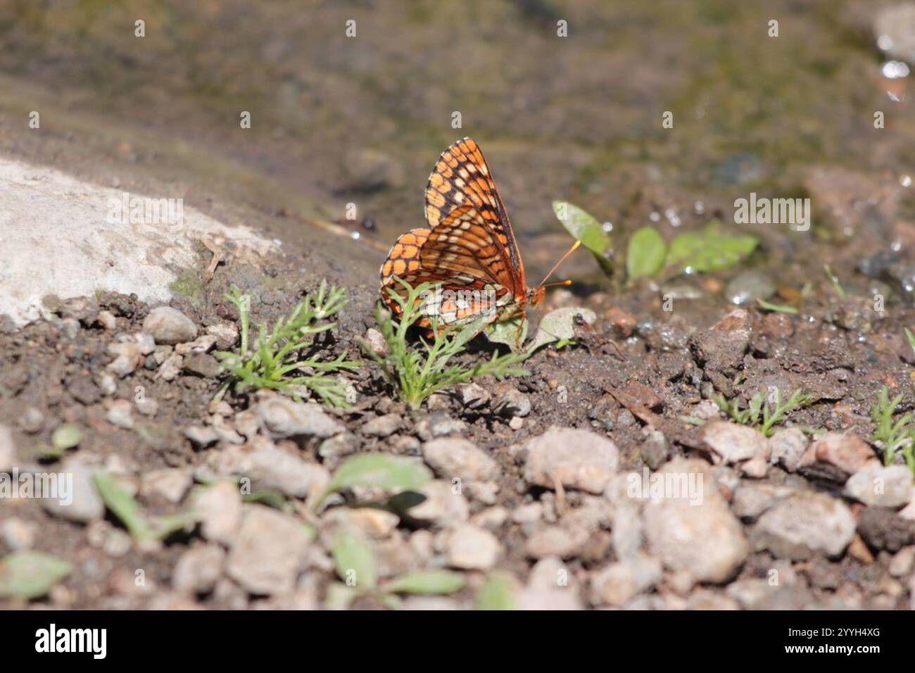 Euphydryas anicia hi-res stock photography and images - Alamy