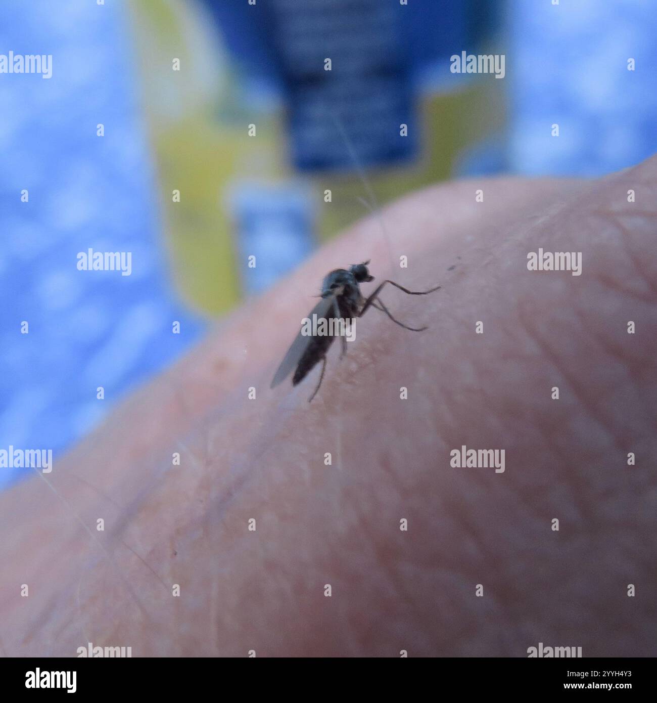 Dance Flies, Long-legged Flies, and Allies (Empidoidea Stock Photo - Alamy