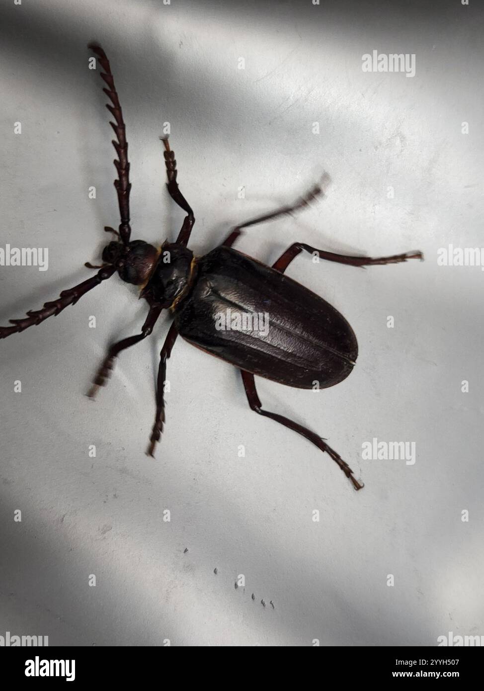 California Root Borer (Prionus californicus Stock Photo - Alamy