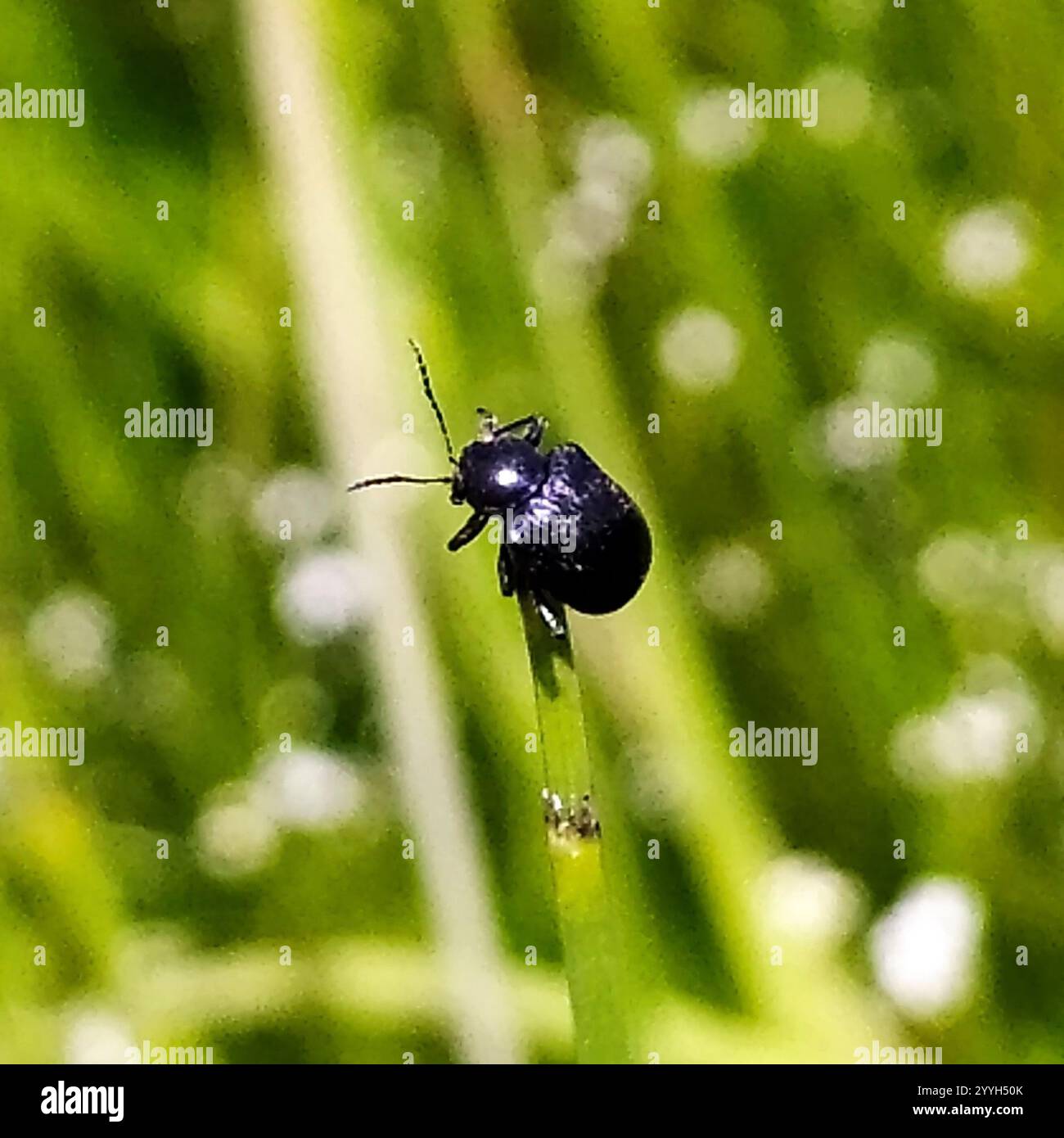 Western Grape Rootworm (Bromius obscurus Stock Photo - Alamy