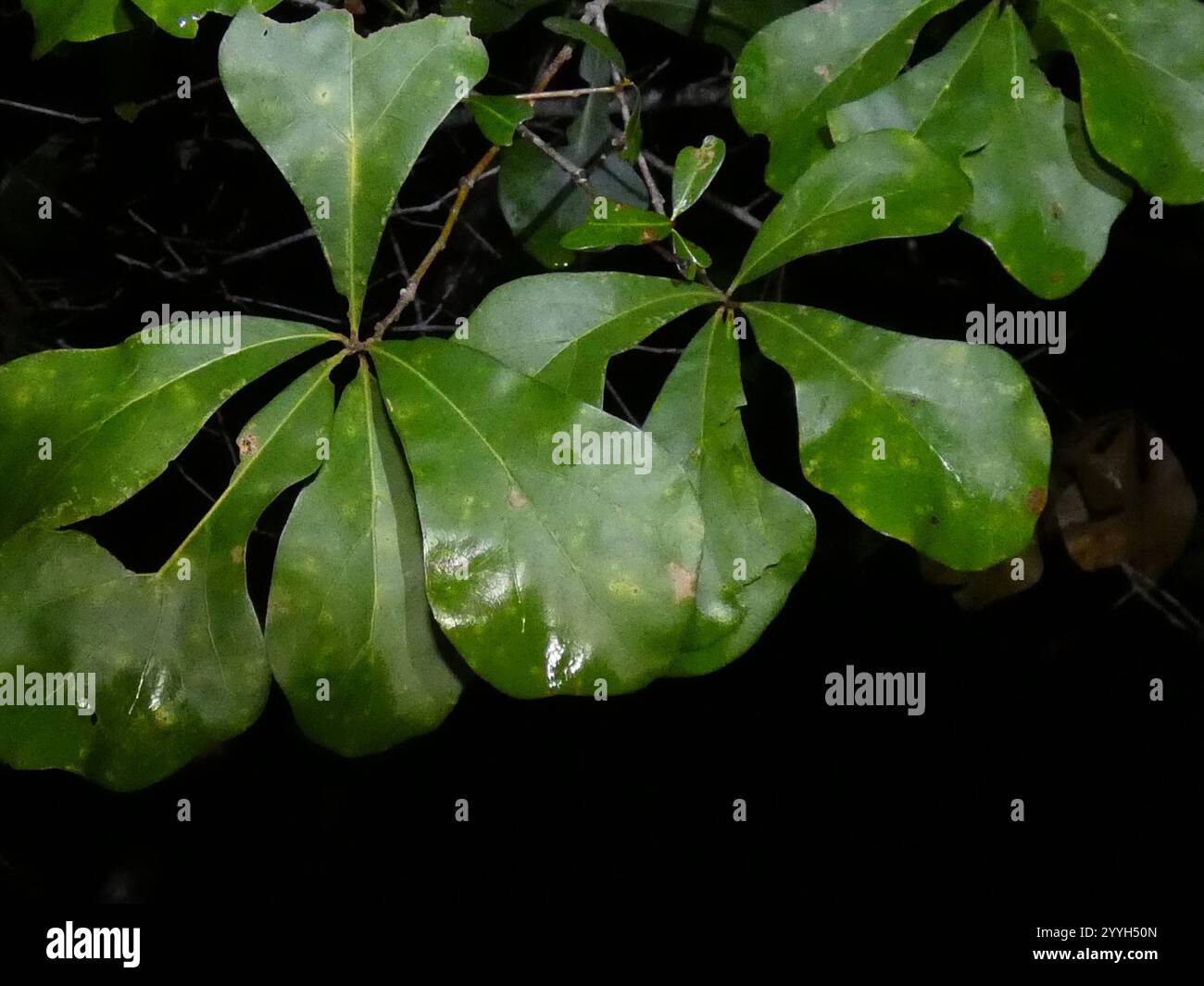 water oak (Quercus nigra Stock Photo - Alamy