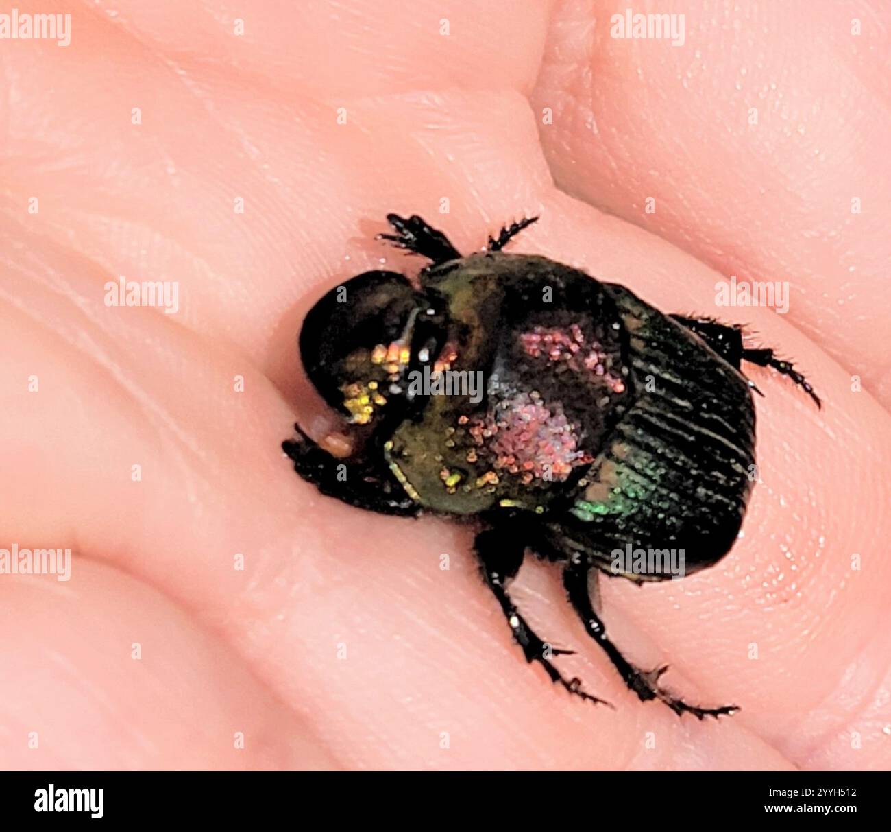 Rainbow Scarab (Phanaeus vindex Stock Photo - Alamy