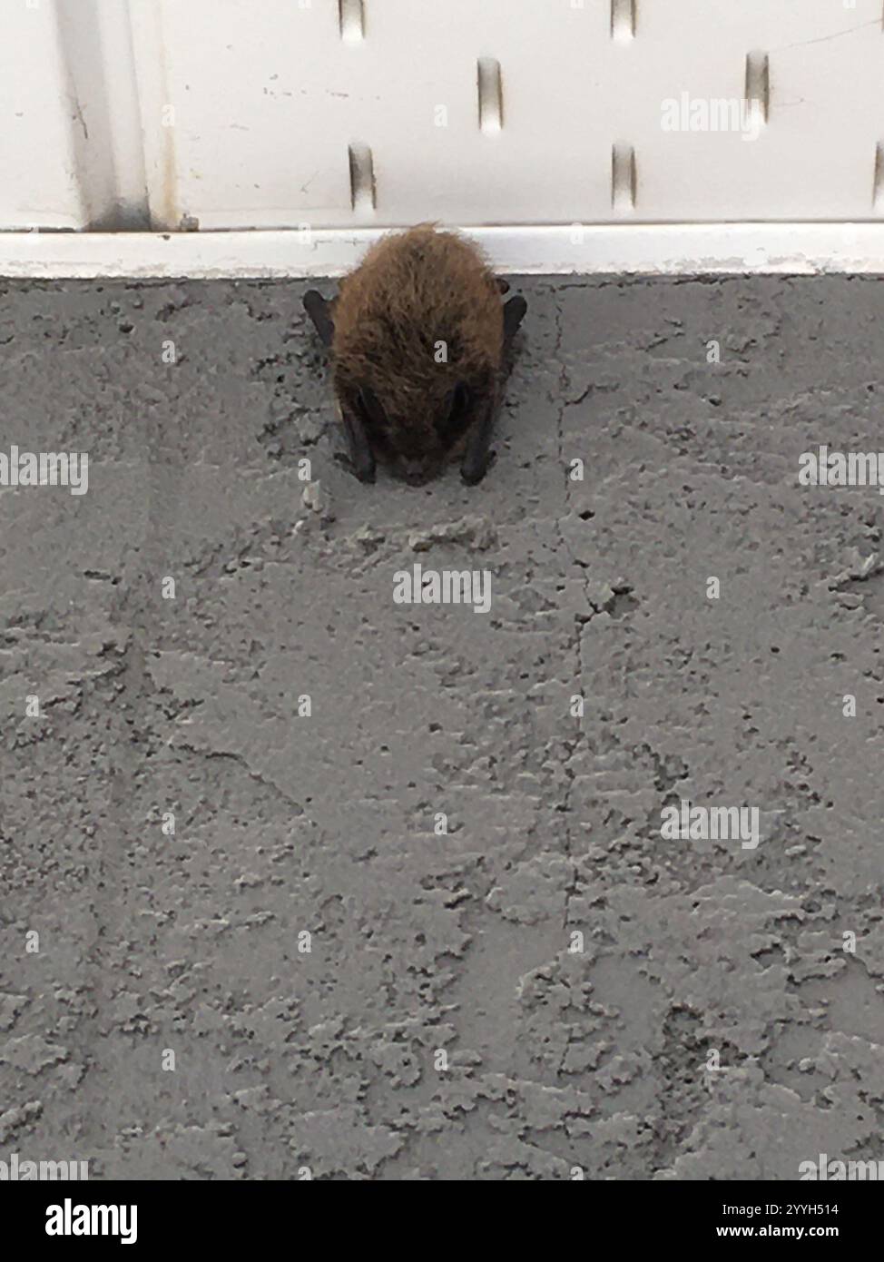 Mouse-eared Bats (Myotis Stock Photo - Alamy