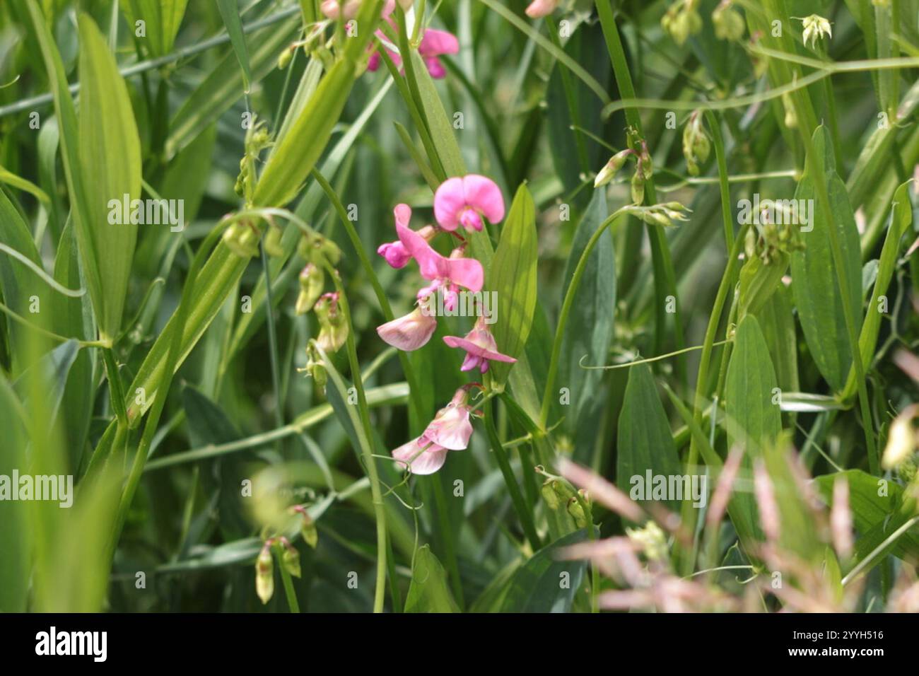 Narrow-leaved Everlasting-pea (Lathyrus sylvestris Stock Photo - Alamy