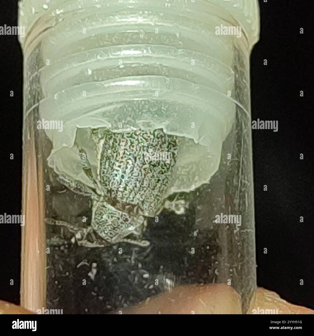 Broad-nosed Weevils (Entiminae Stock Photo - Alamy