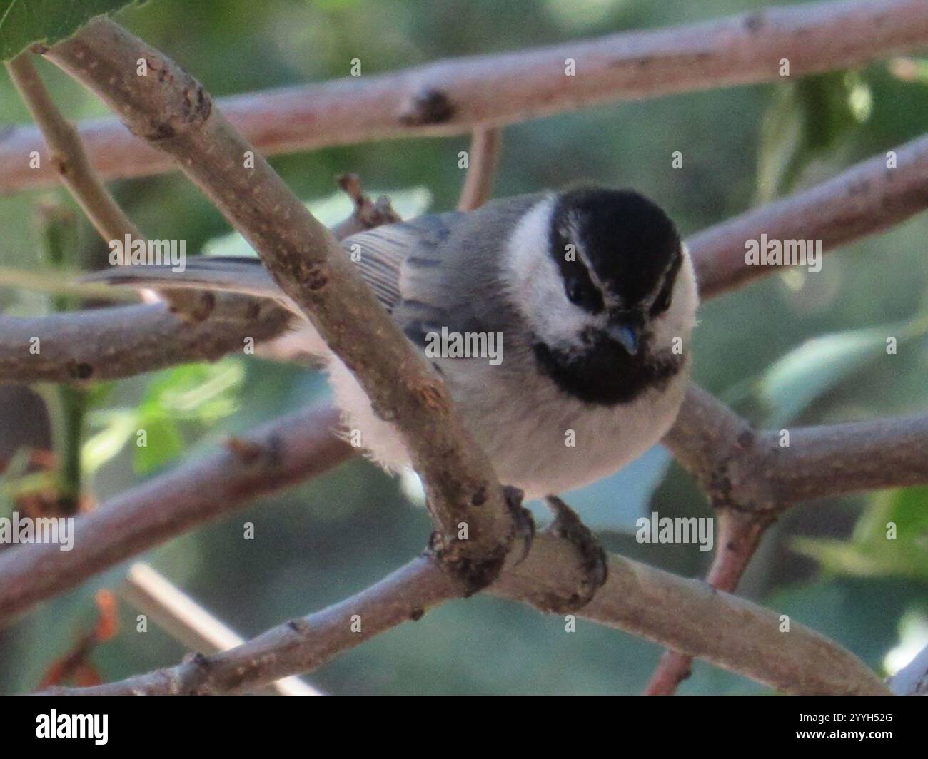 Mountain Chickadee (Poecile gambeli Stock Photo - Alamy