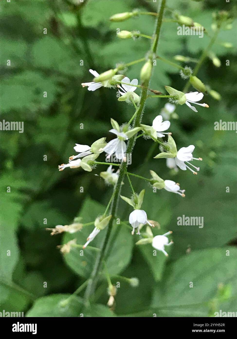enchanter's-nightshade (Circaea lutetiana Stock Photo - Alamy