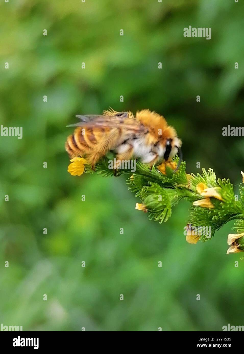 Pantaloon bees hi-res stock photography and images - Alamy
