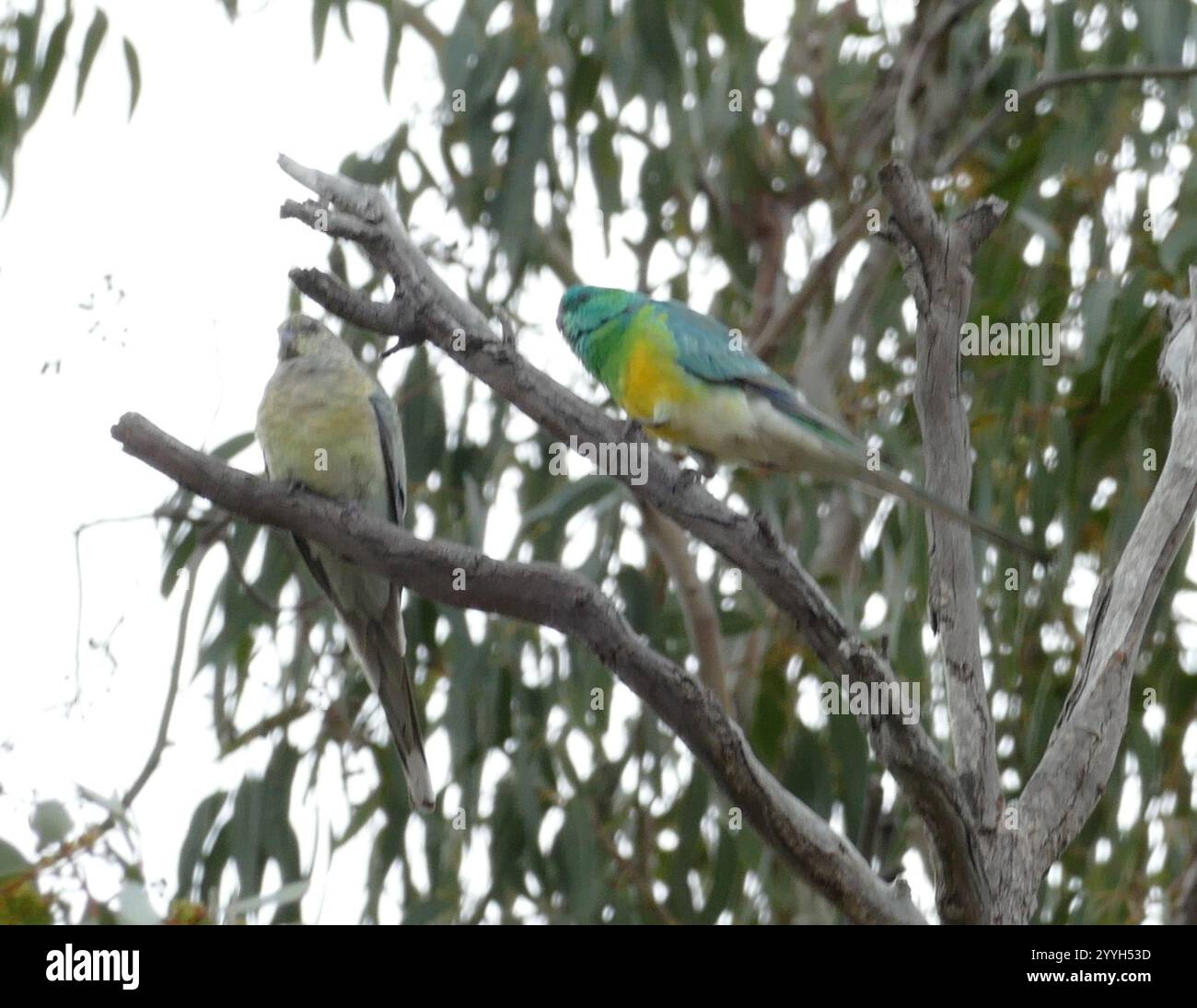 Red-rumped Parrot (Psephotus haematonotus Stock Photo - Alamy