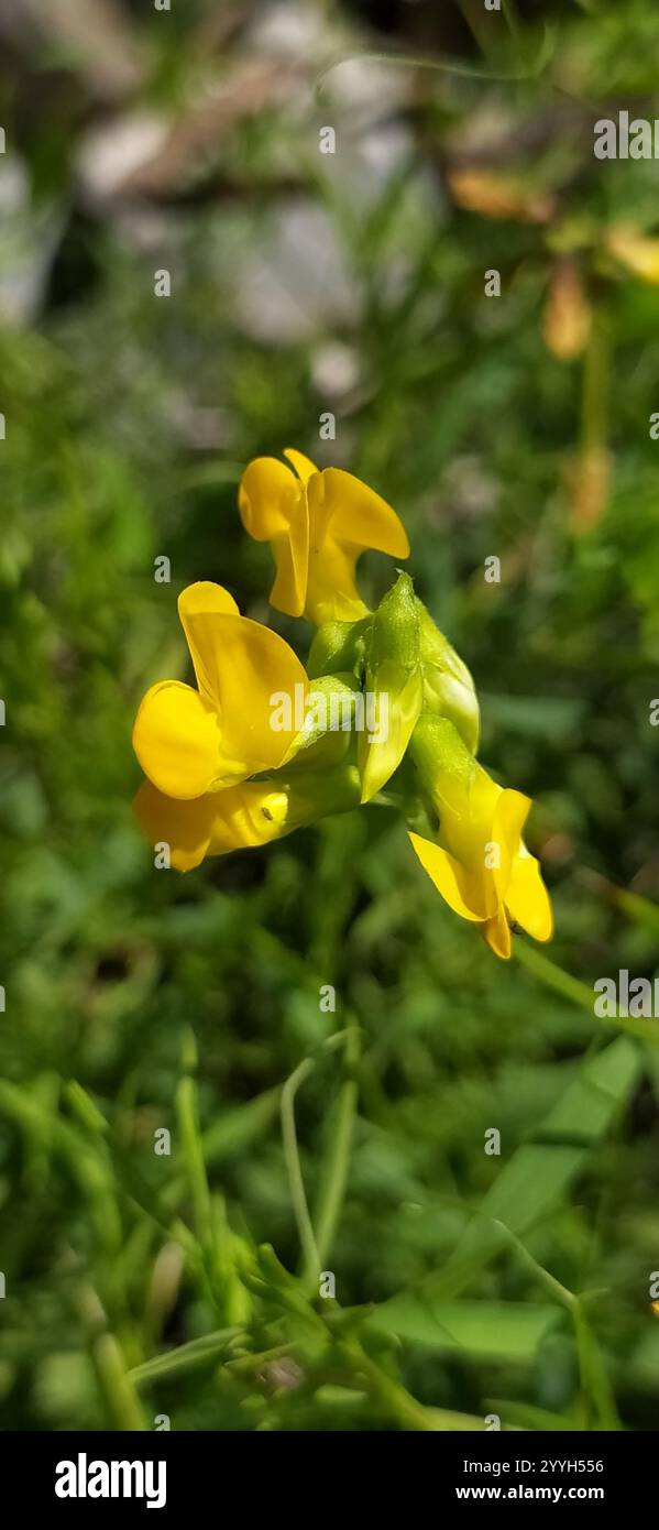 meadow pea (Lathyrus pratensis Stock Photo - Alamy
