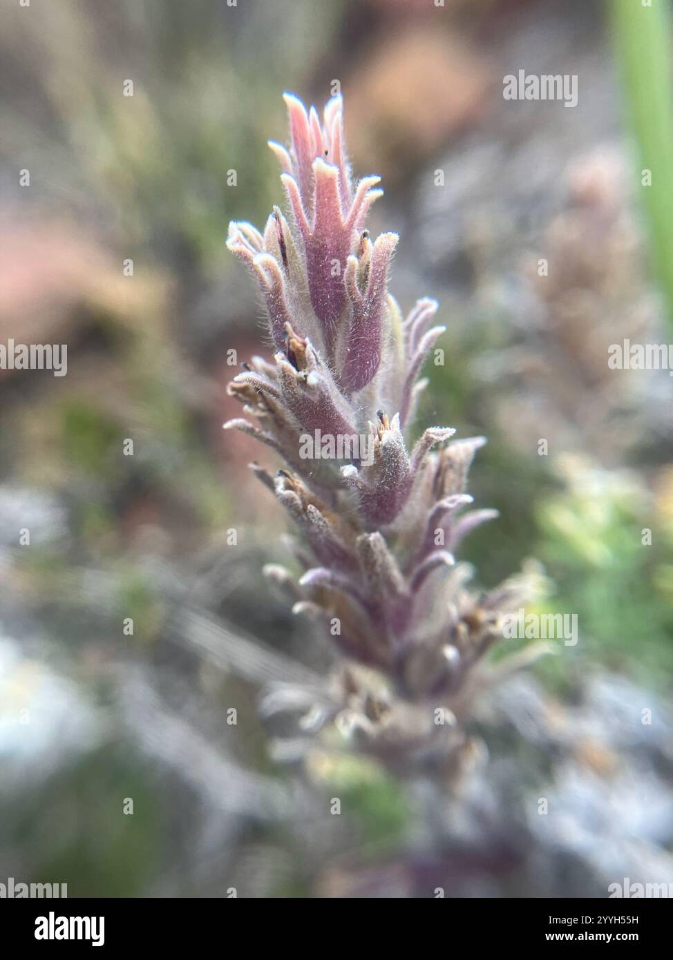 Dwarf alpine indian paintbrush hi-res stock photography and images - Alamy