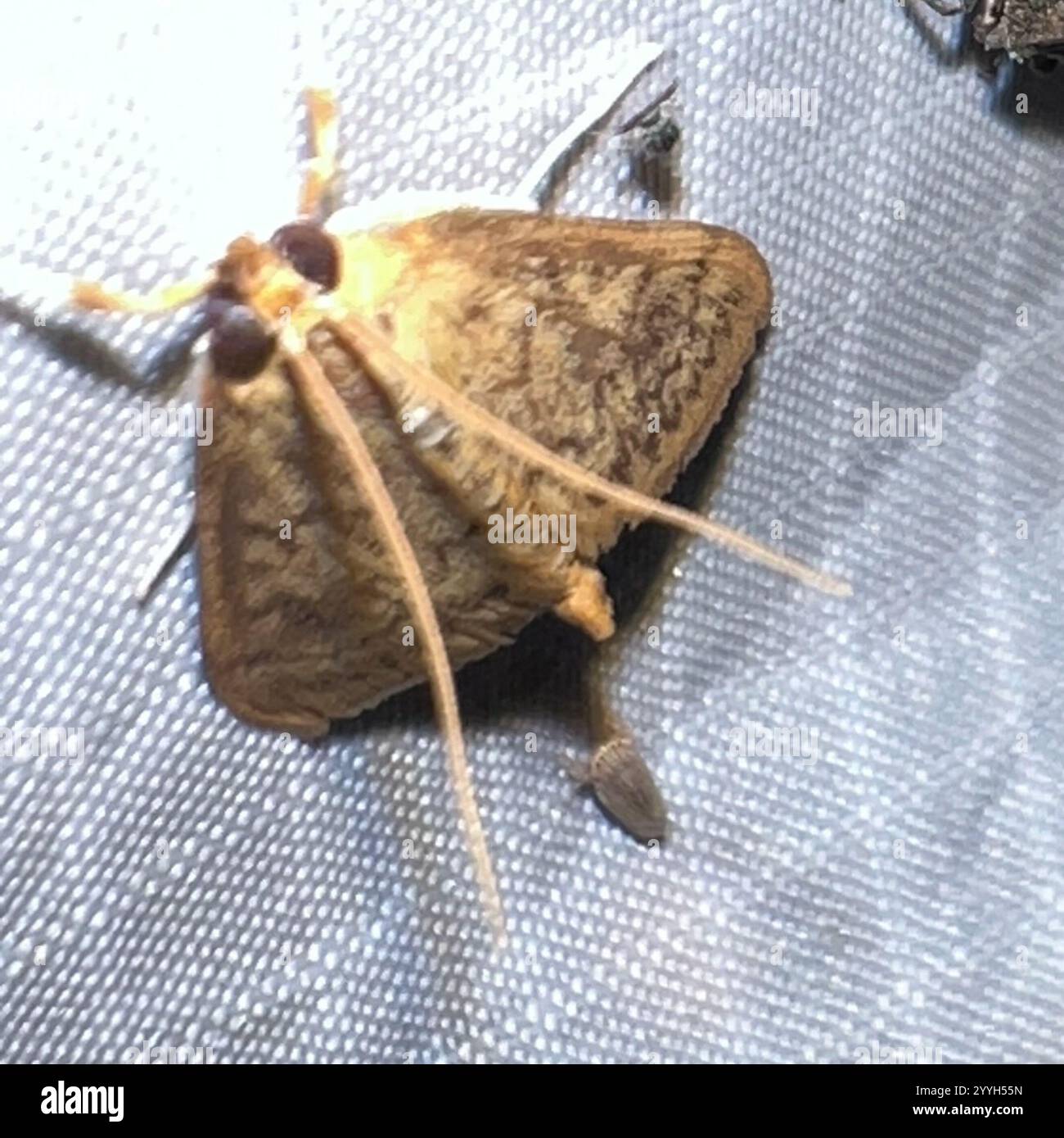 Penitalis hi-res stock photography and images - Alamy