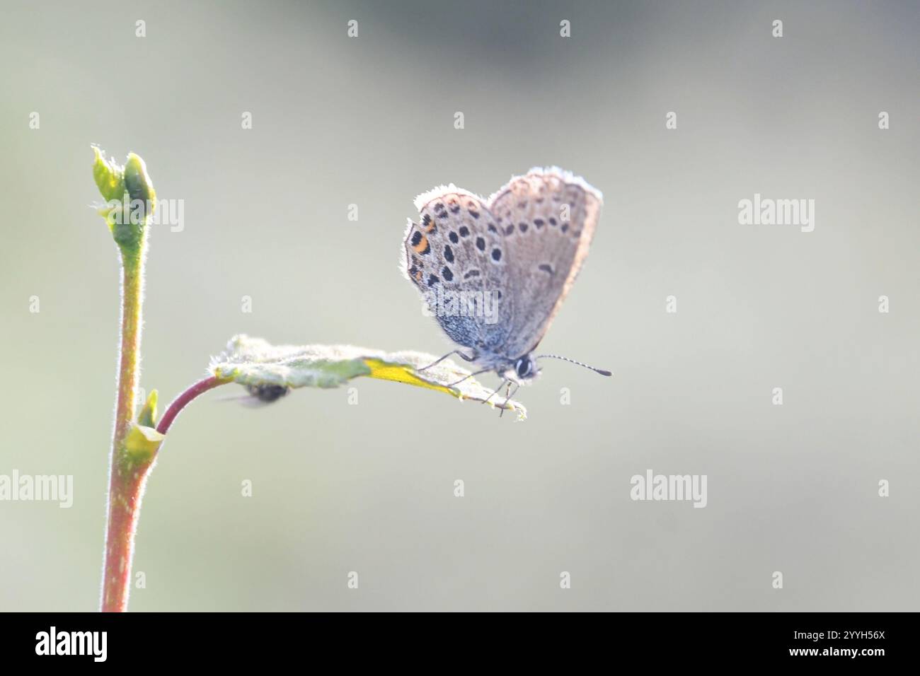 Cranberry Blue (Agriades optilete Stock Photo - Alamy