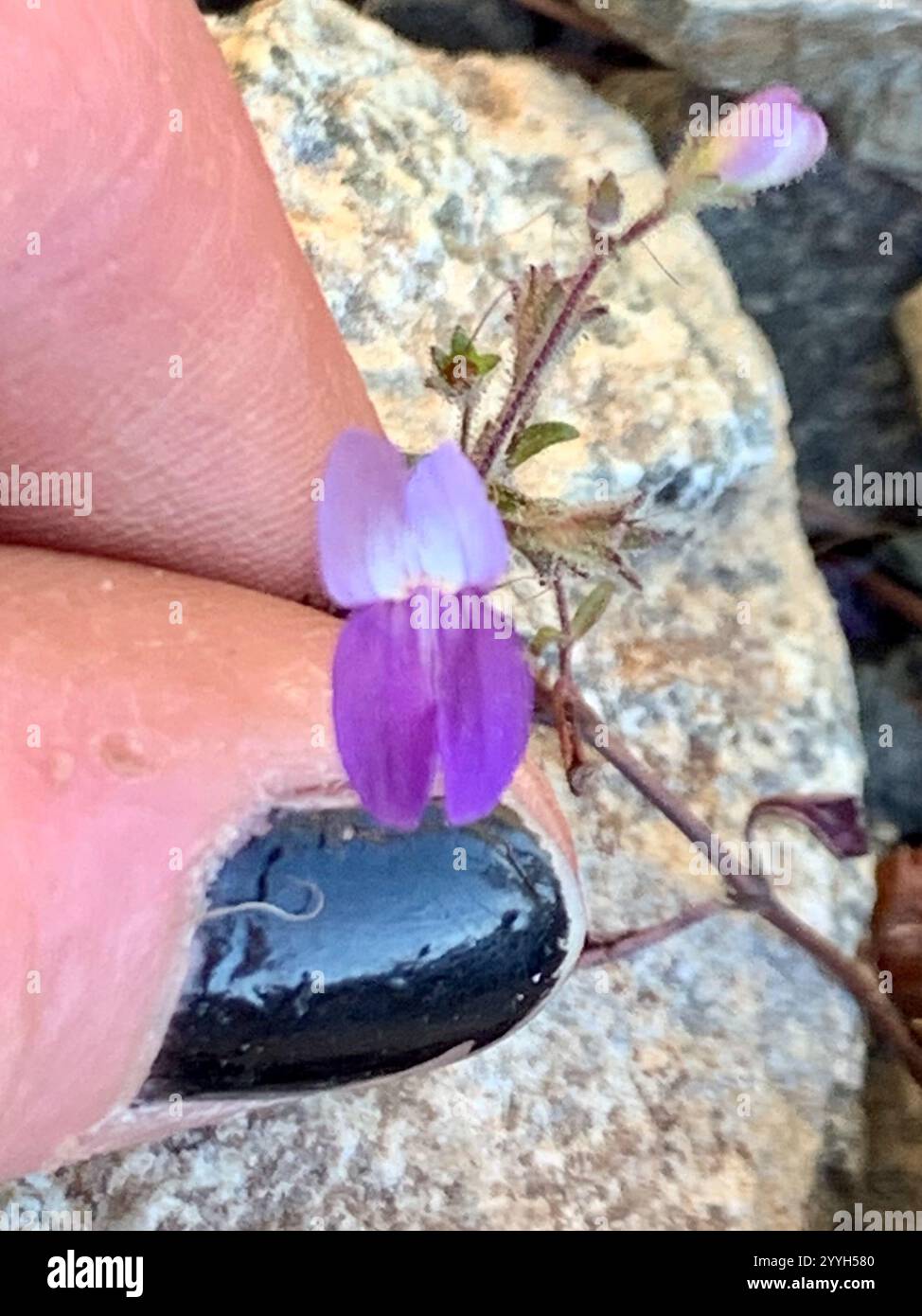 narrowleaf blue-eyed Mary (Collinsia linearis Stock Photo - Alamy