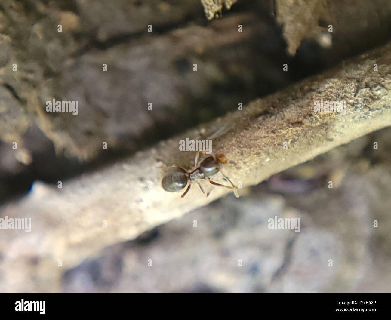 Odorous House Ant (Tapinoma sessile Stock Photo - Alamy