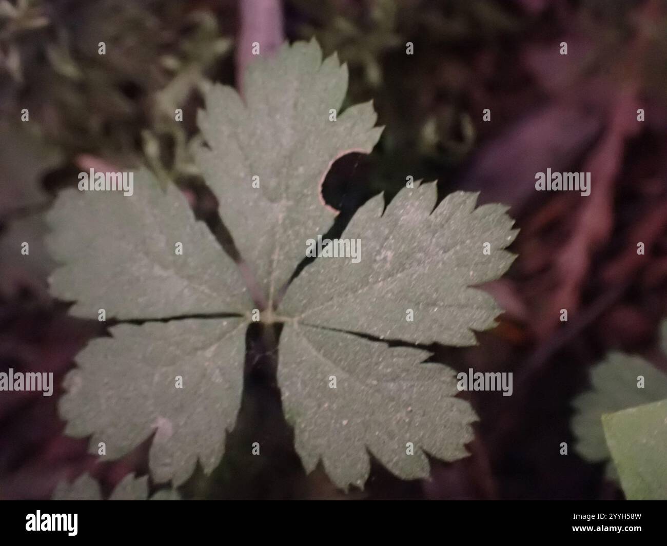 Five-leaf Dwarf Bramble (Rubus pedatus Stock Photo - Alamy