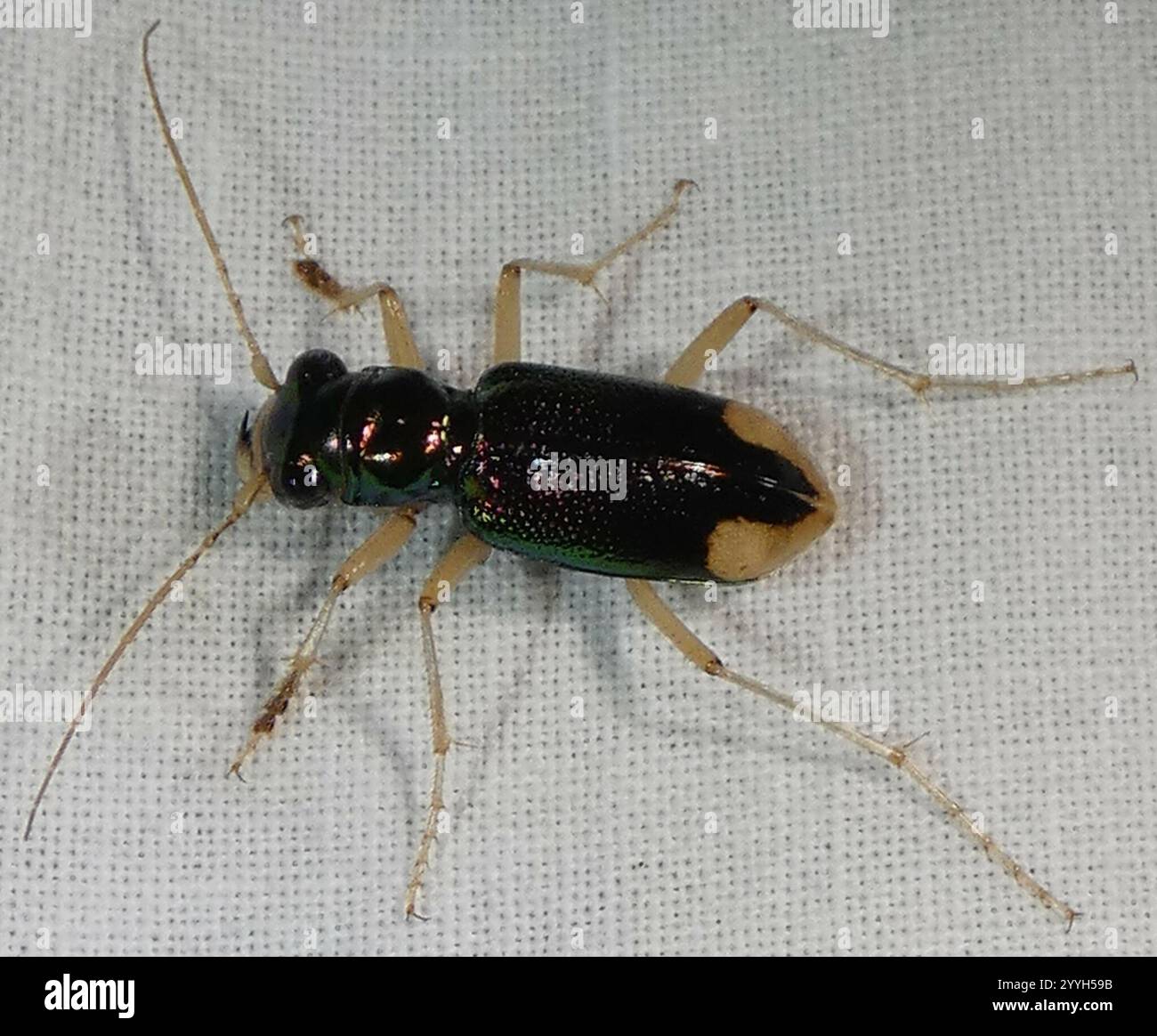Carolina Metallic Tiger Beetle (Tetracha carolina Stock Photo - Alamy