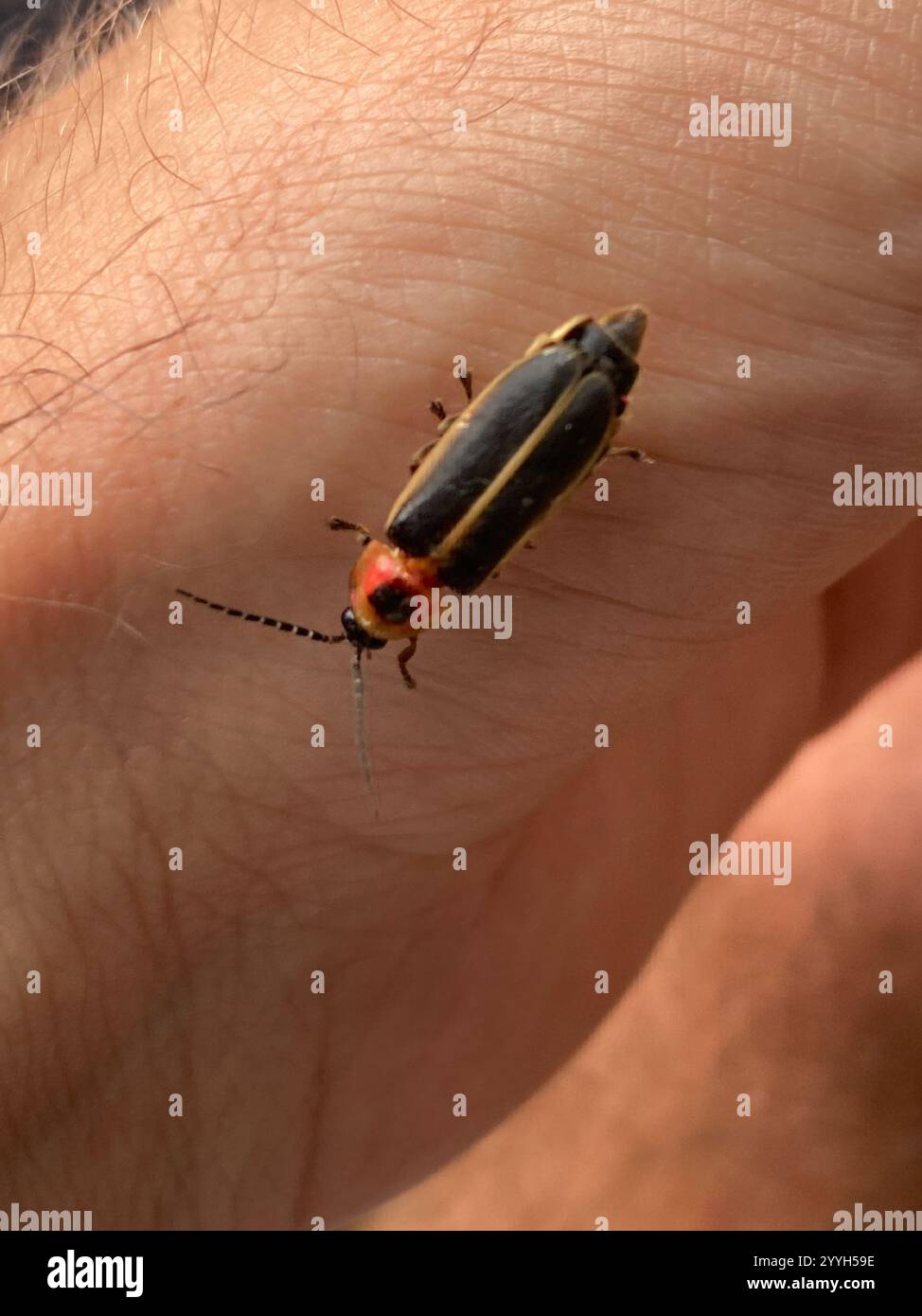Common Eastern Firefly (Photinus pyralis Stock Photo - Alamy