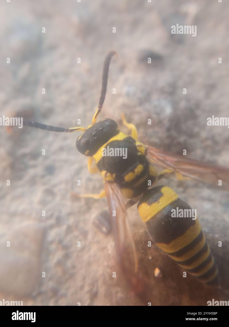 Ancistrocerus gazella hi-res stock photography and images - Alamy