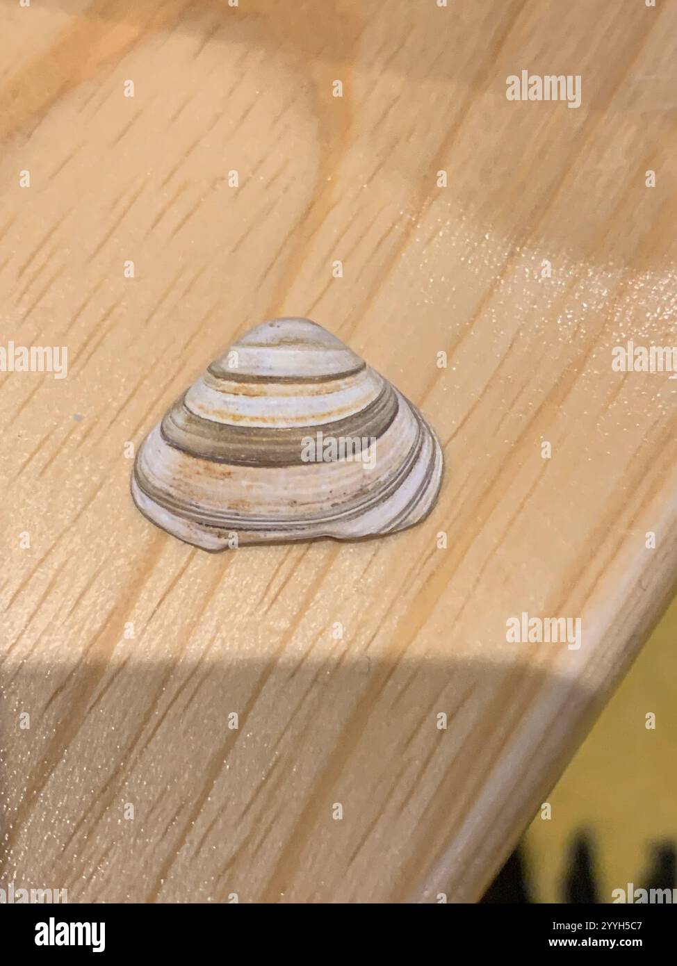Cut Trough Shell (Spisula subtruncata Stock Photo - Alamy