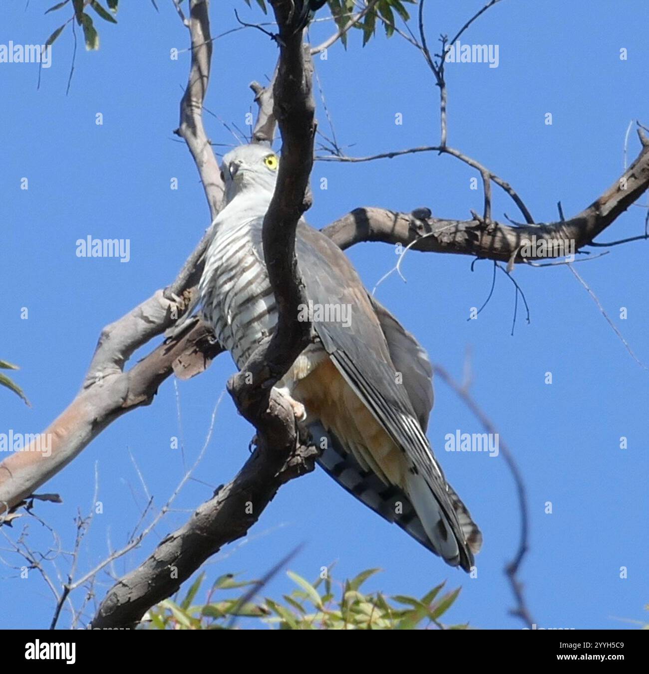 Pacific baza hi-res stock photography and images - Alamy