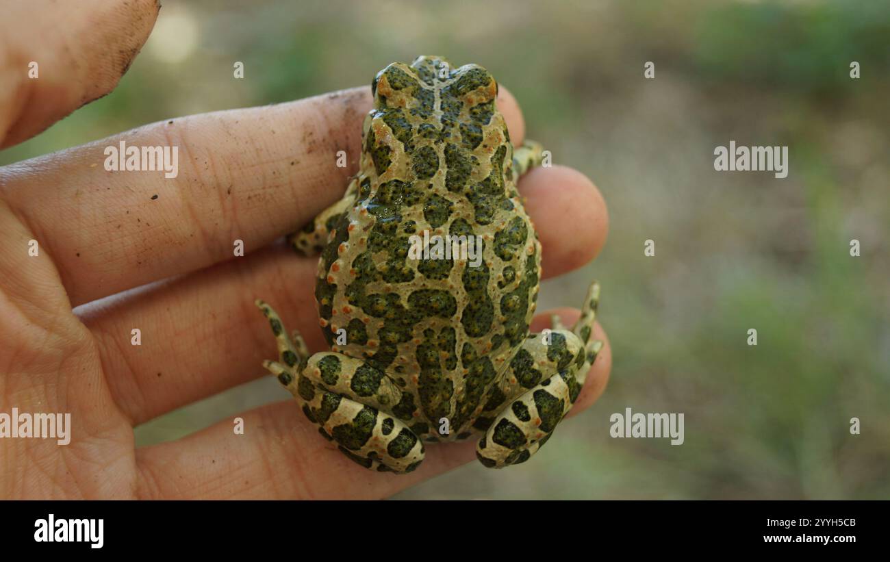 European Green Toad (Bufotes viridis viridis Stock Photo - Alamy