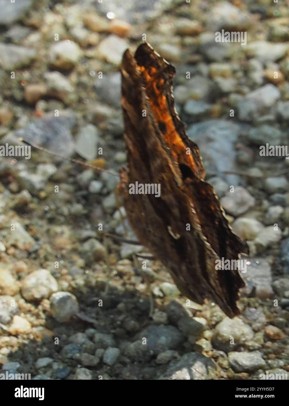 Eastern Comma (Polygonia comma Stock Photo - Alamy