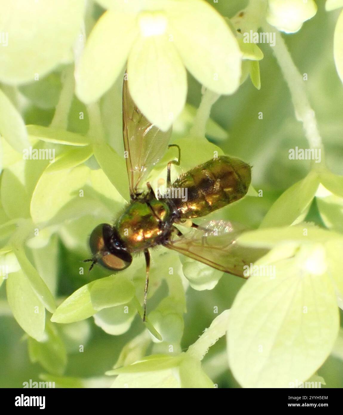 Chloromyia formosa hi-res stock photography and images - Alamy
