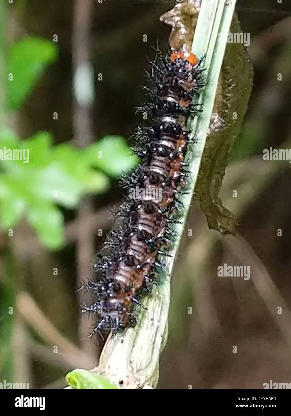 Theona Checkerspot (Chlosyne theona Stock Photo - Alamy