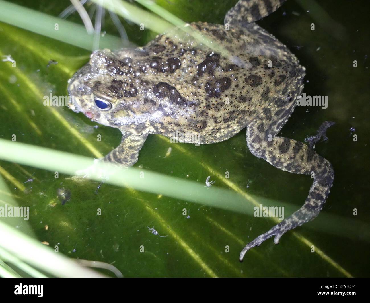 Guttural Toad (Sclerophrys gutturalis Stock Photo - Alamy