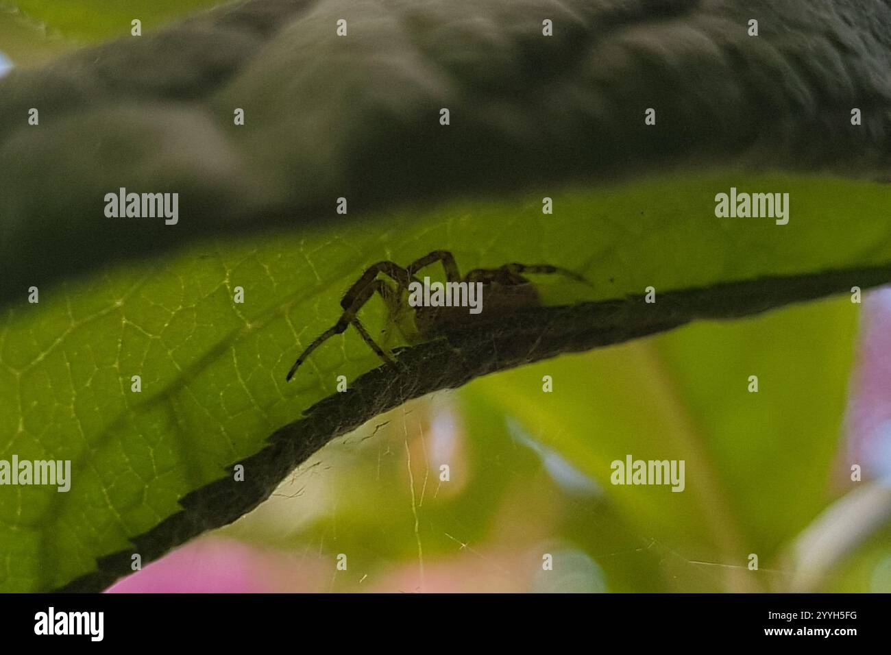 Silver-sided Sector Spider (Zygiella x-notata Stock Photo - Alamy