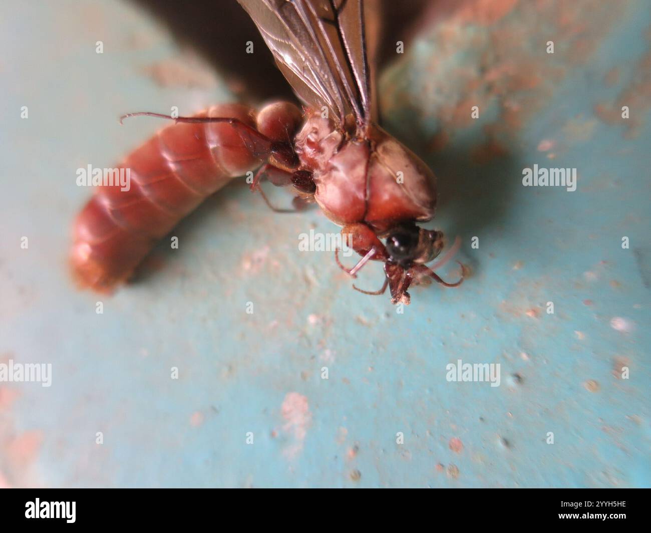 Driver Ants and Allies (Dorylus Stock Photo - Alamy