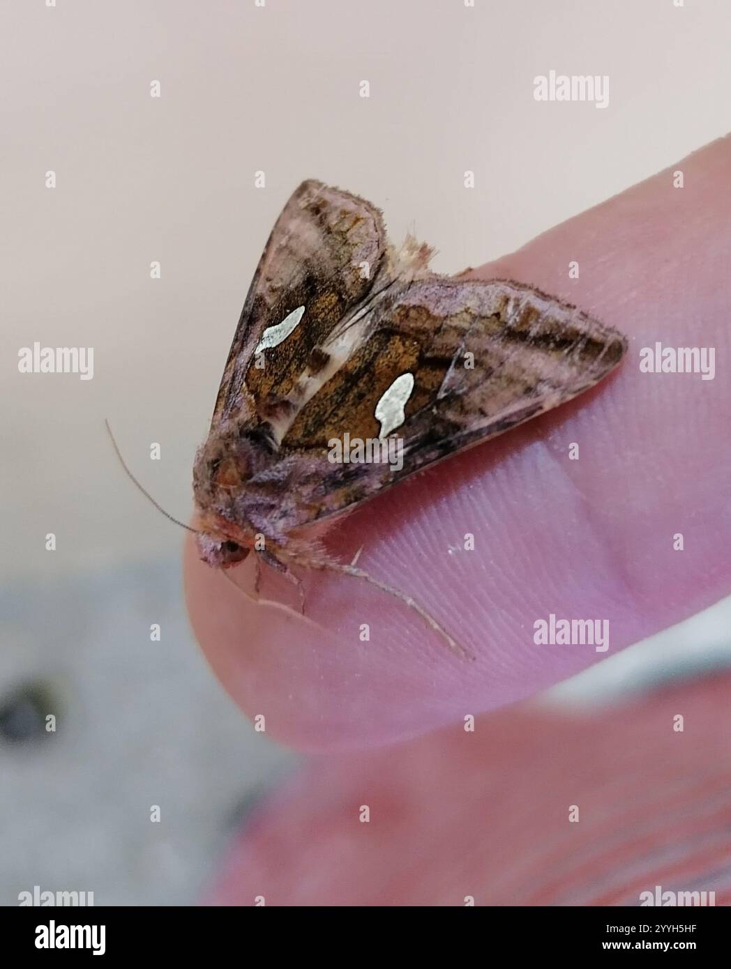 Autographa bractea hi-res stock photography and images - Alamy