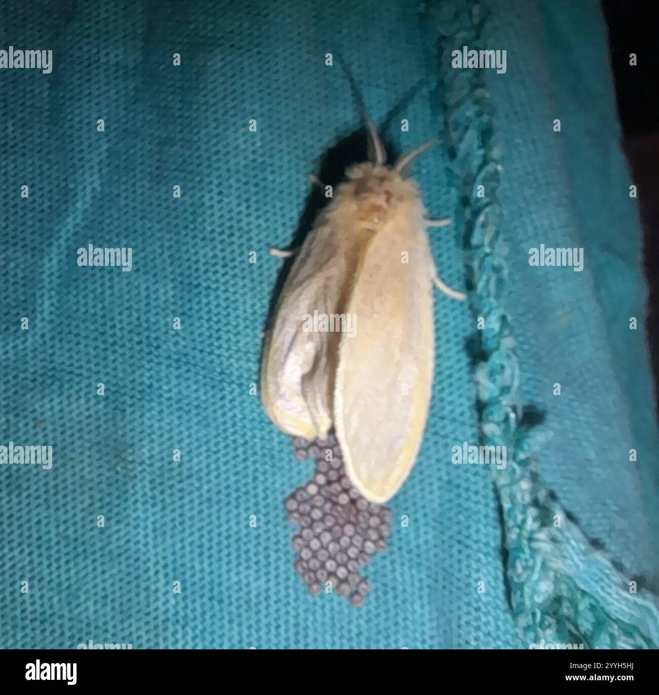 Tussock Moths (Lymantriinae Stock Photo - Alamy