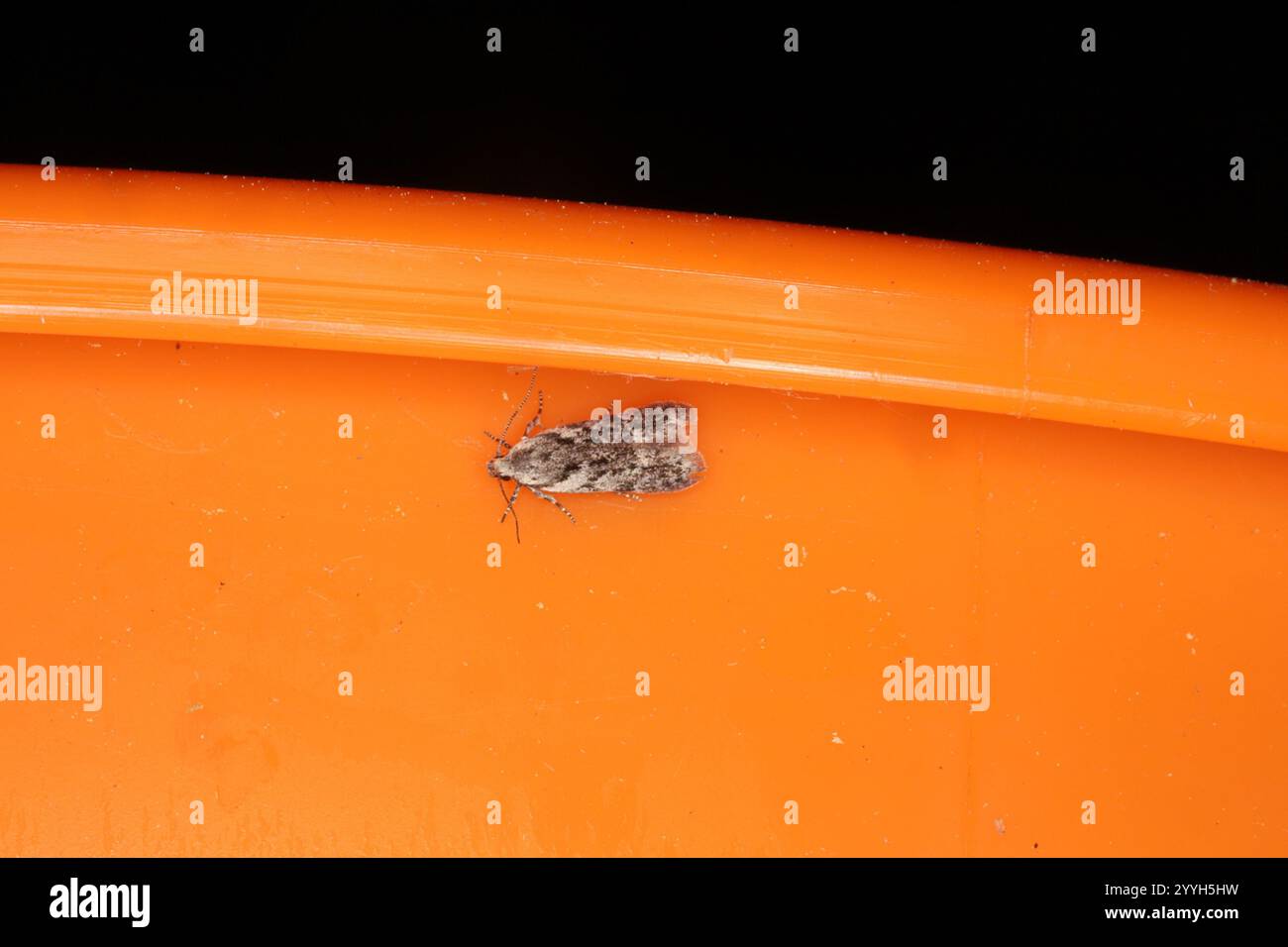 Many-spotted Scoparia Moth (Scoparia basalis Stock Photo - Alamy