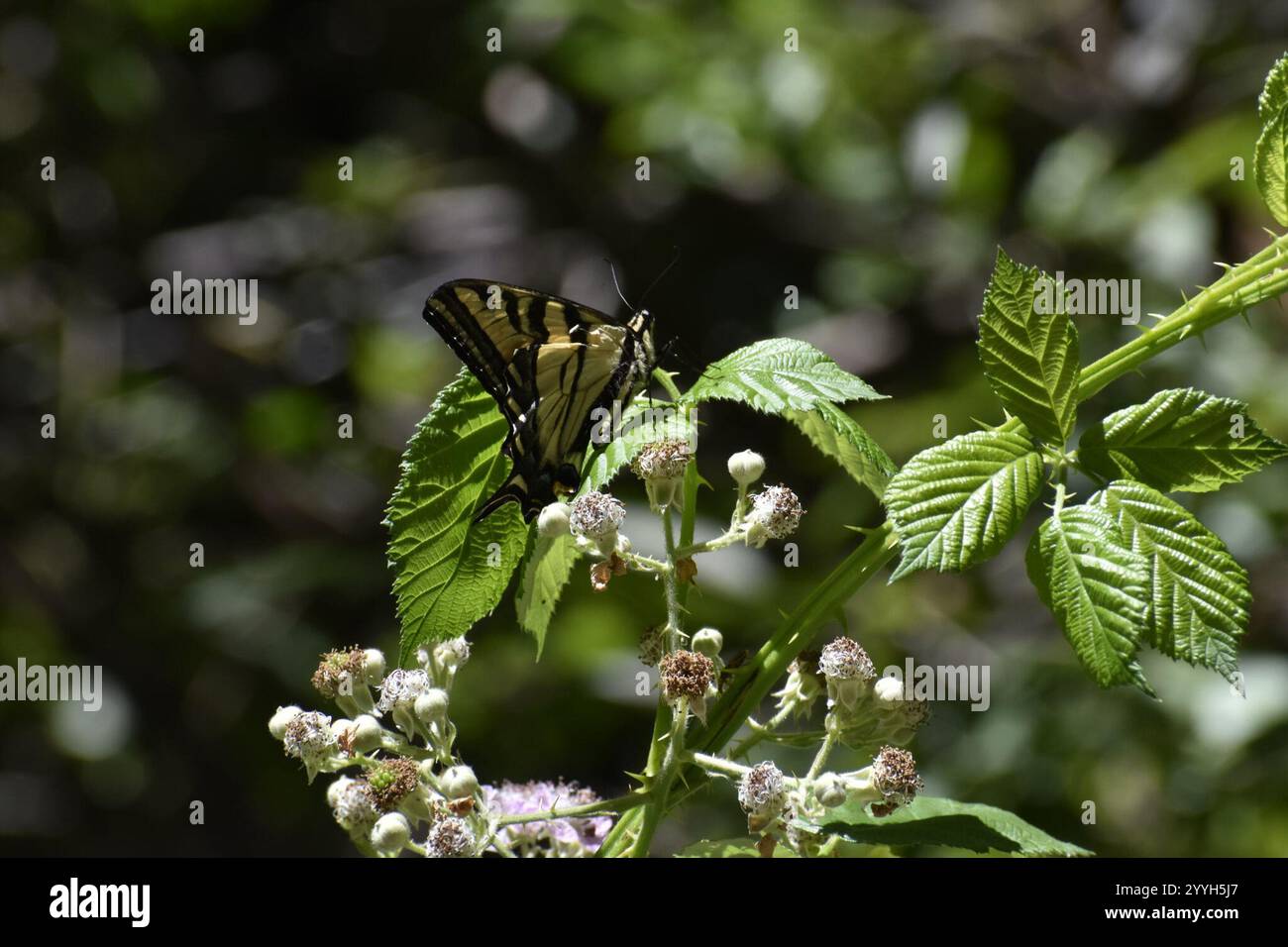 Western Tiger Swallowtail (Papilio rutulus Stock Photo - Alamy