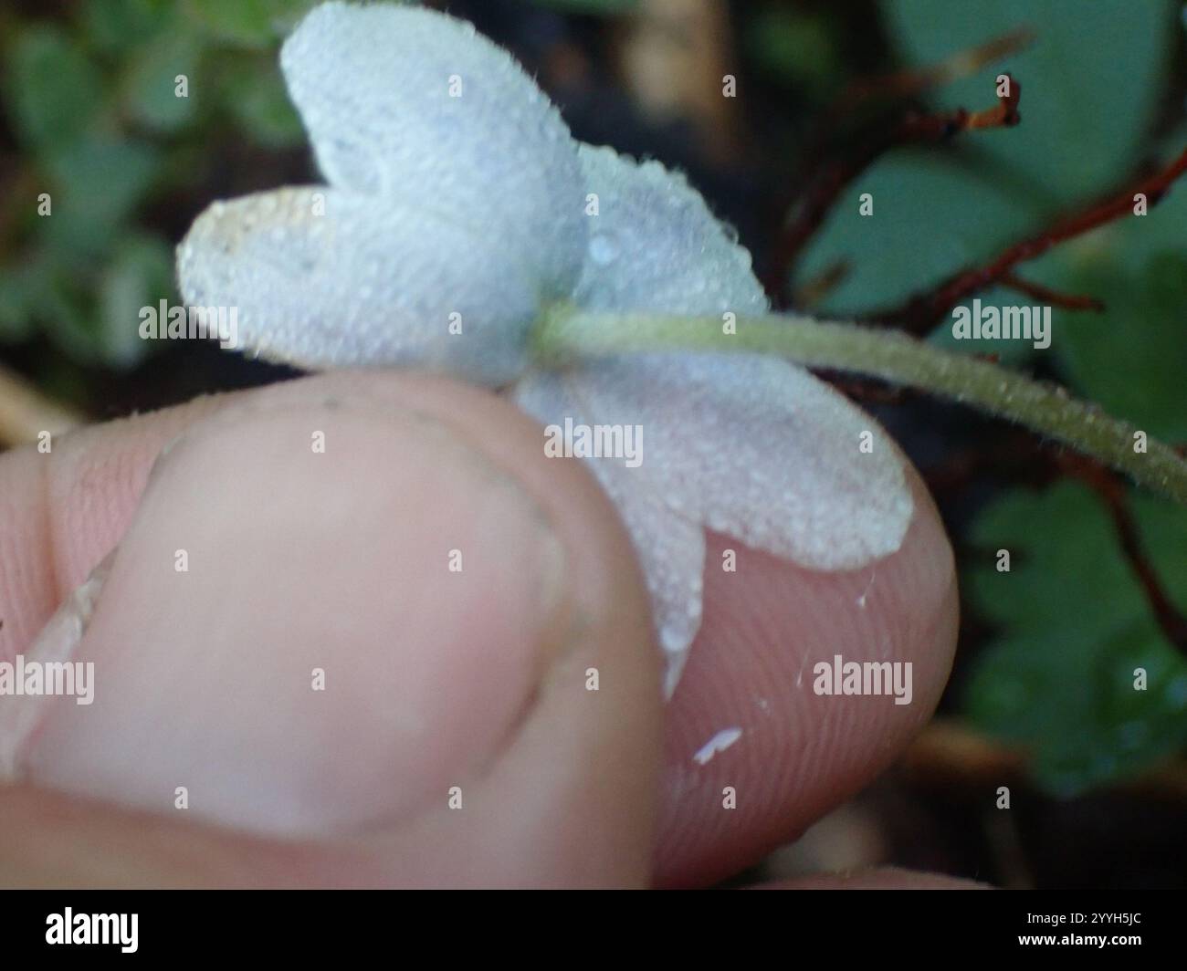 Small-flower Anemone (Anemone parviflora Stock Photo - Alamy
