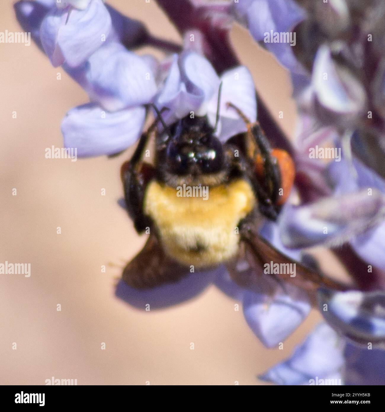 Nevada Bumble Bee (Bombus nevadensis Stock Photo - Alamy