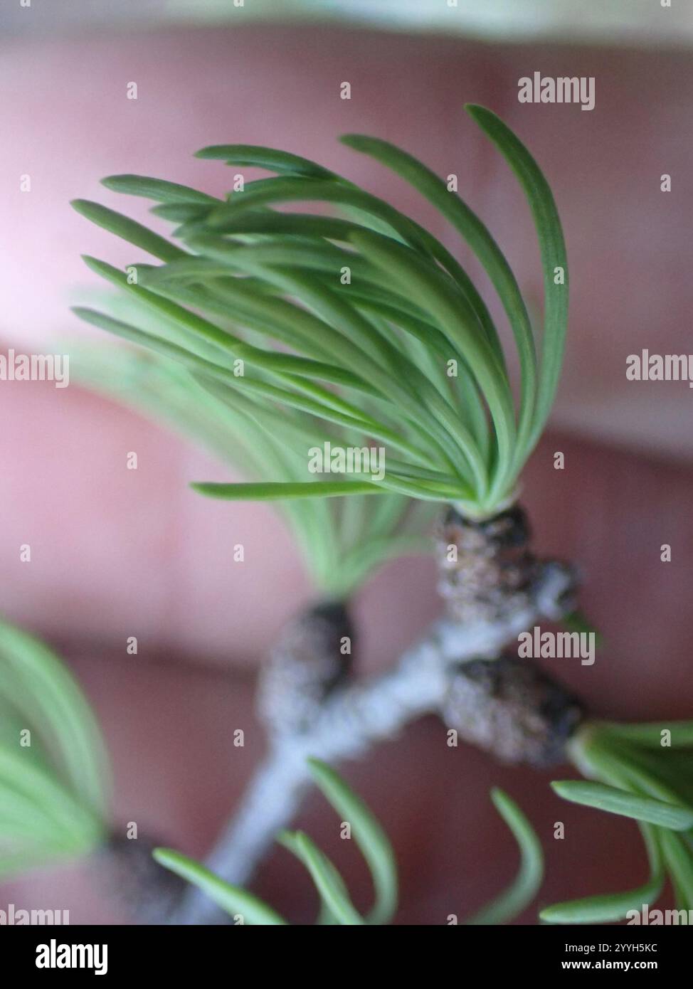 subalpine larch (Larix lyallii Stock Photo - Alamy