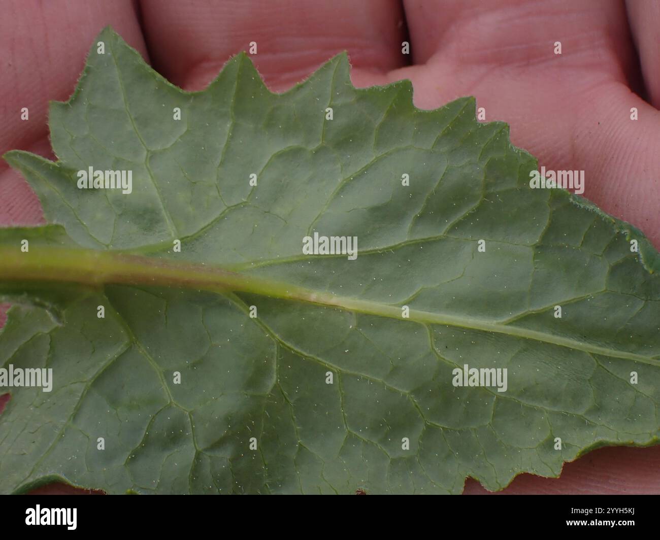Arrowleaf Senecio (Senecio triangularis Stock Photo - Alamy