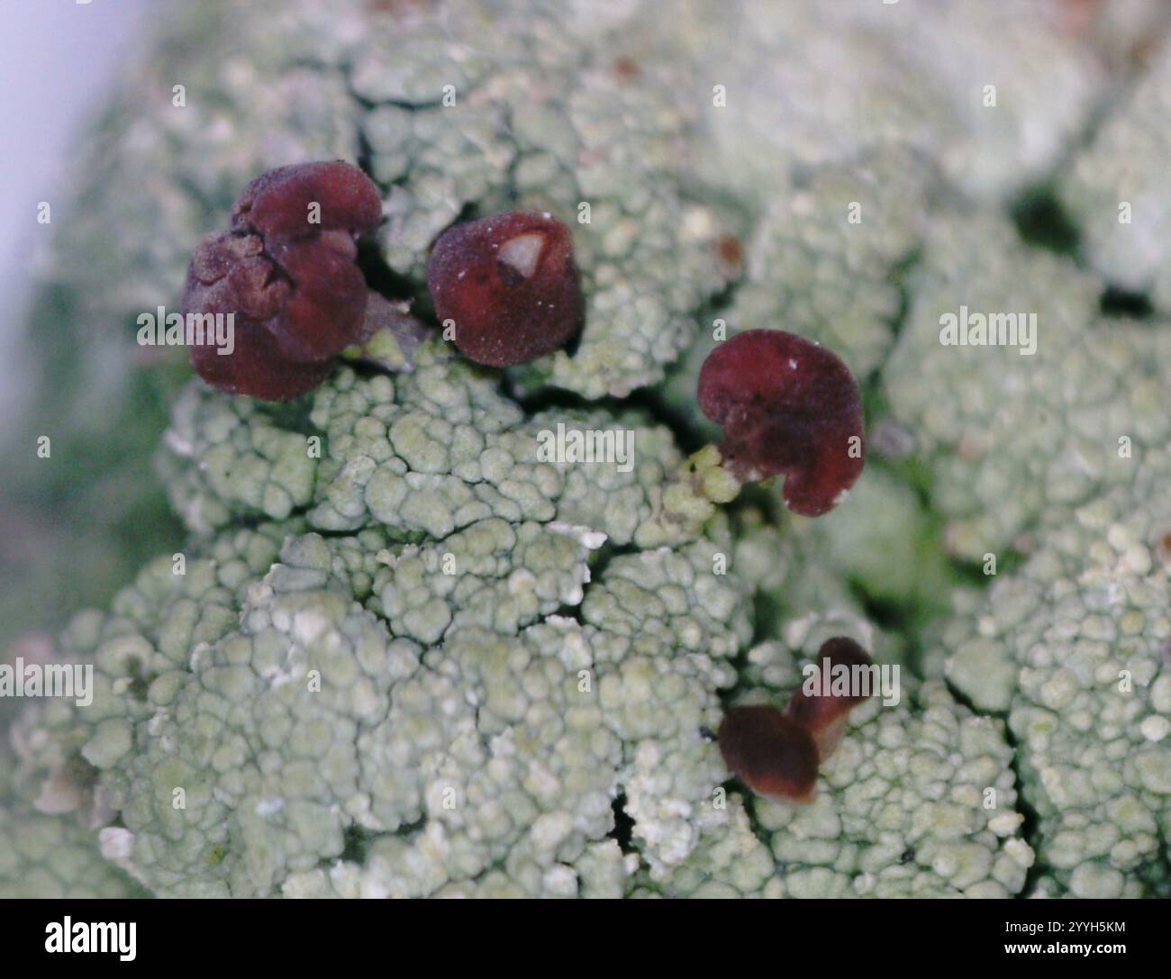 Brown Beret Lichen (Baeomyces rufus Stock Photo - Alamy