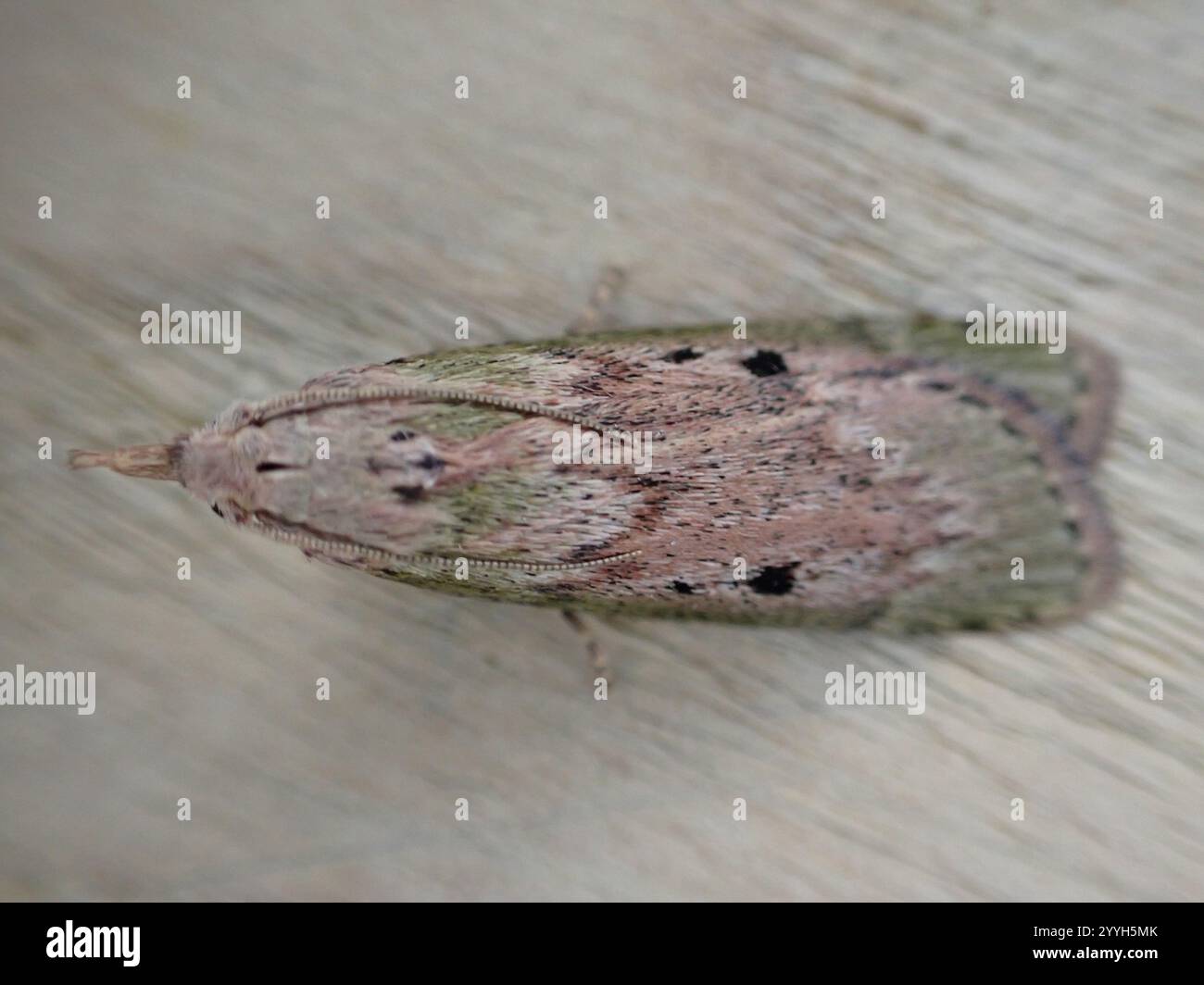 Bee Moth (Aphomia sociella Stock Photo - Alamy