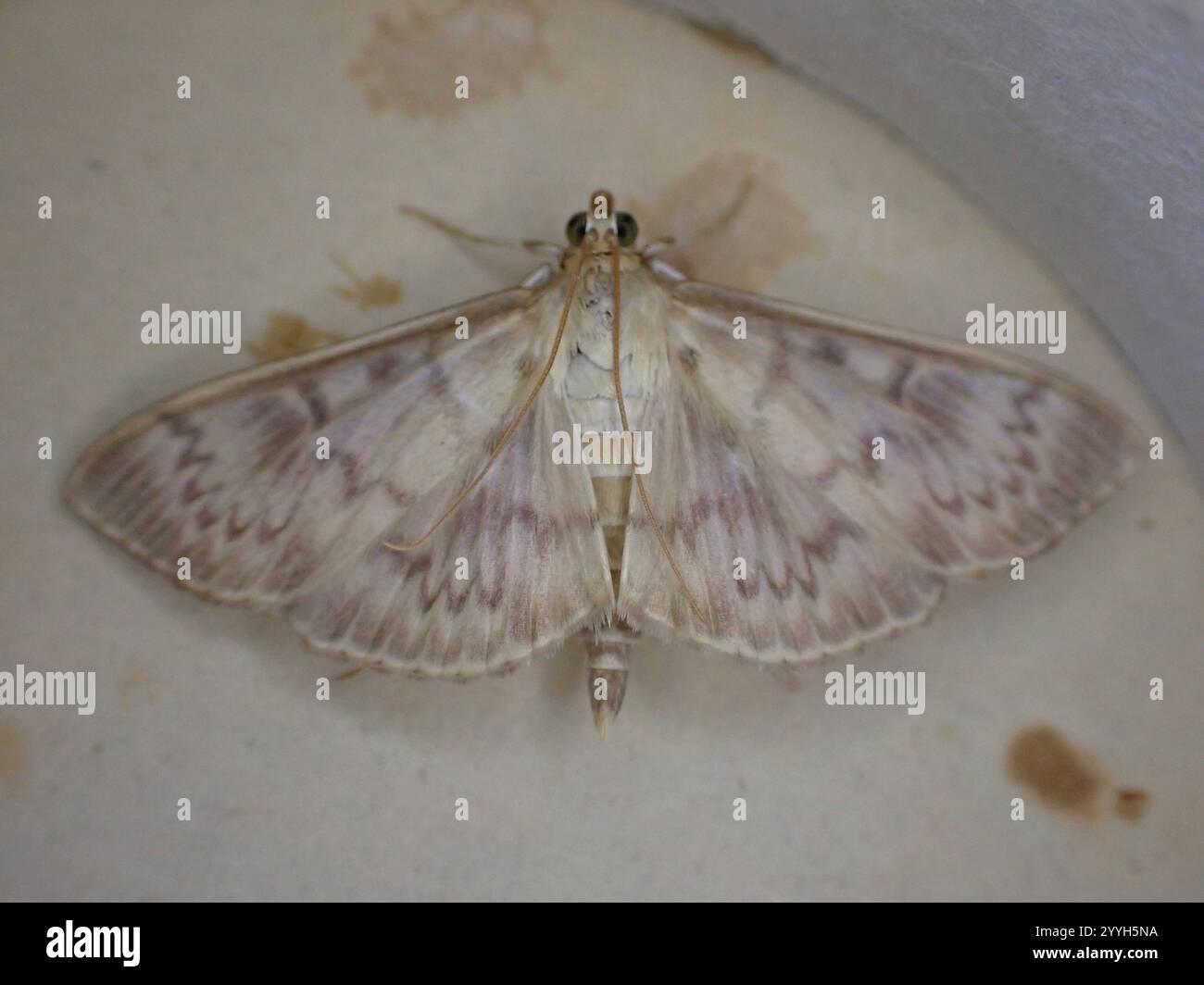 Mother of Pearl (Patania ruralis Stock Photo - Alamy