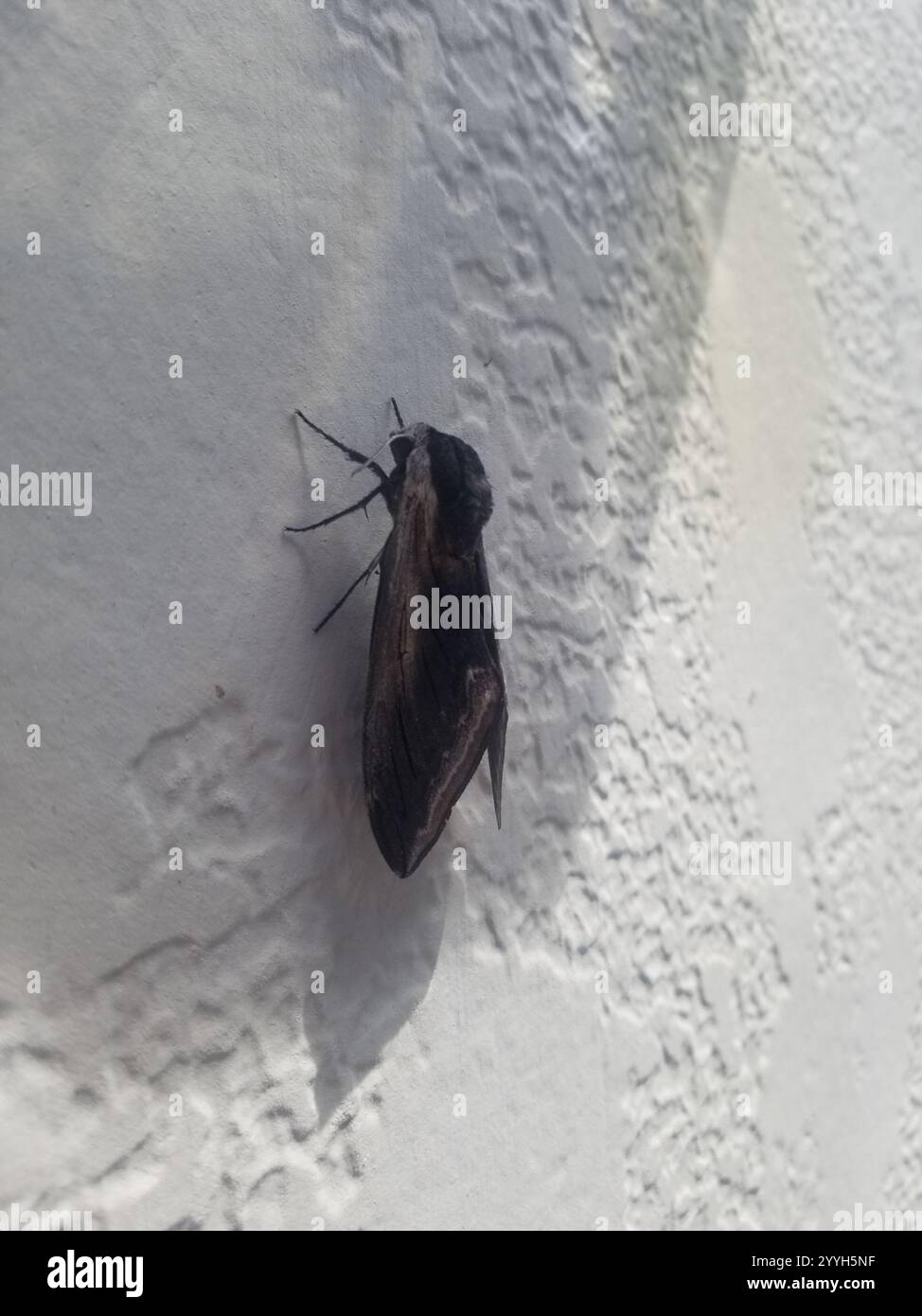 Wild Cherry Sphinx (Sphinx drupiferarum Stock Photo - Alamy