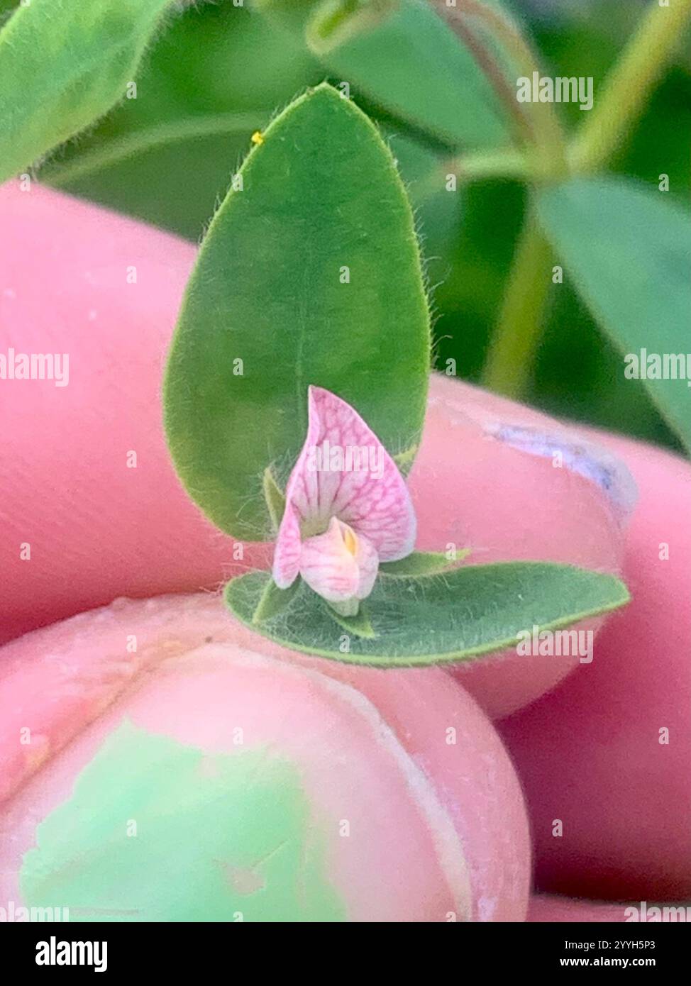 Spanish clover (Acmispon americanus Stock Photo - Alamy