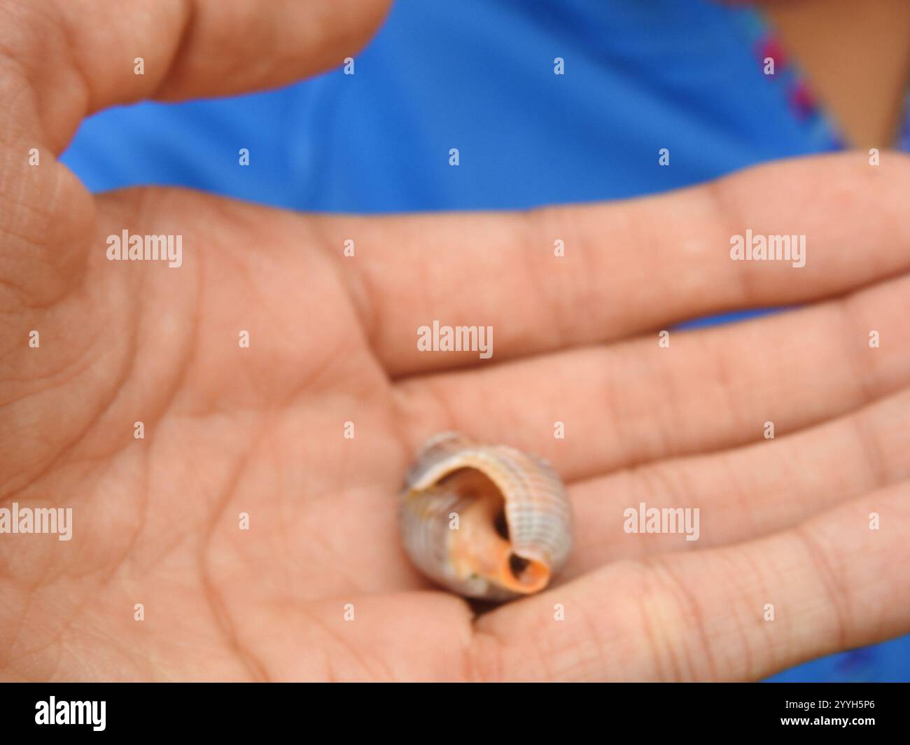 Channeled Basket Snail (Caesia fossata Stock Photo - Alamy