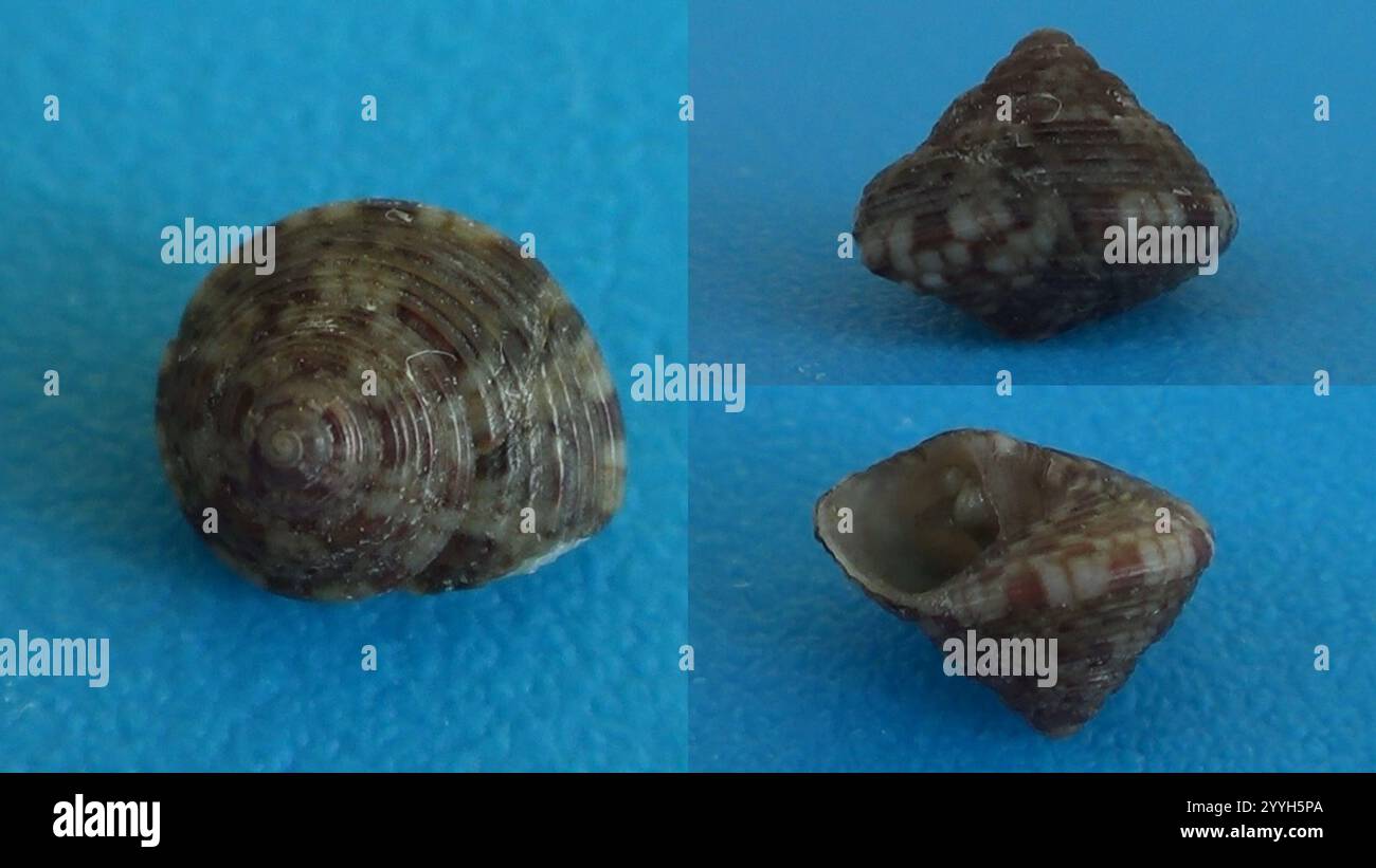 Flat Topshell (Steromphala umbilicaris Stock Photo - Alamy